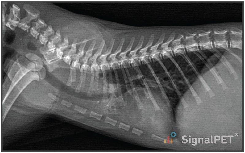 Radiology Case of the Week | Canine Esophageal Foreign Body