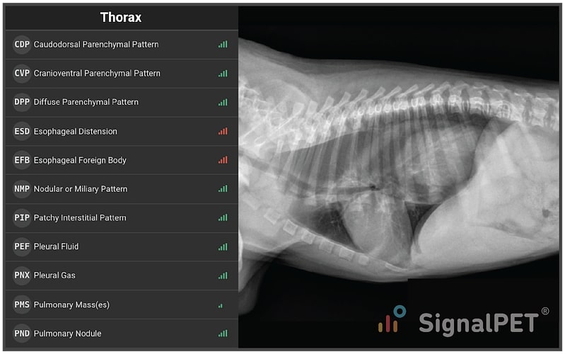 Radiology Case of the Week | Canine Esophageal Foreign Body