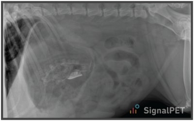 Radiology Case of the Week | Canine Gastrointestinal Foreign Body