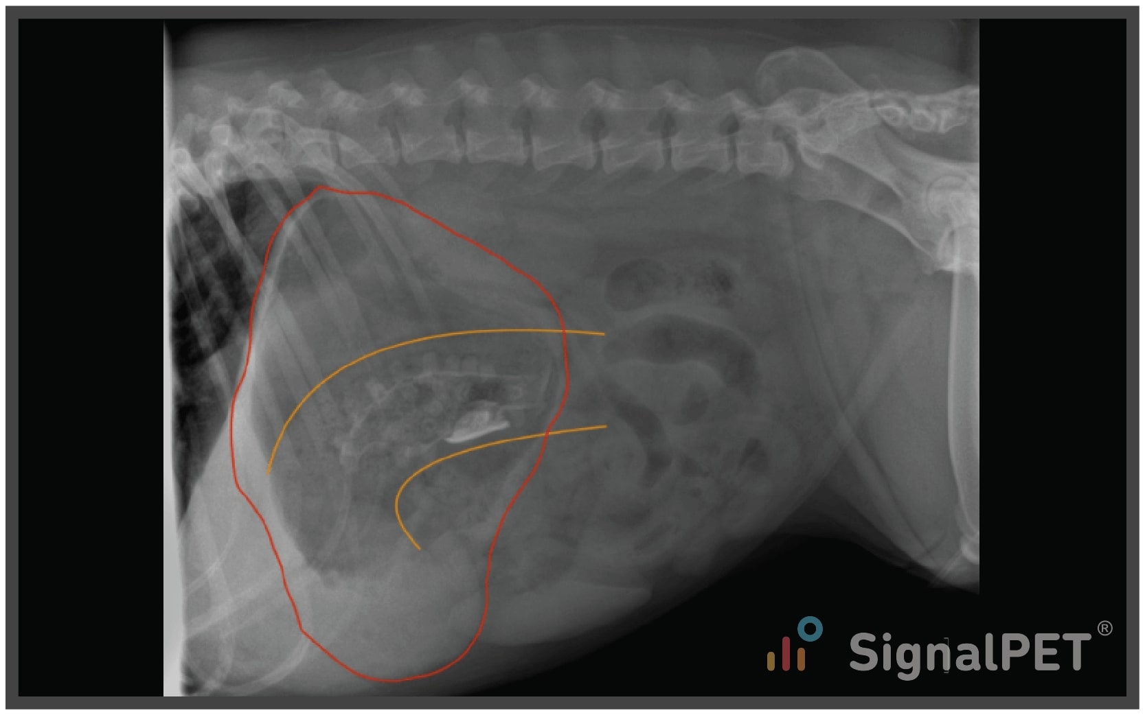 Radiology Case of the Week | Canine Gastrointestinal Foreign Body