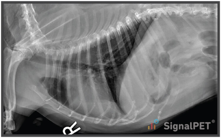 Radiology Case of the Week | Canine Neck Swelling