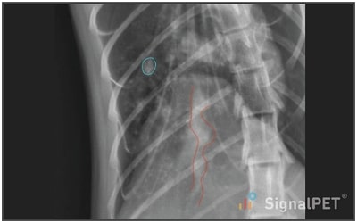 Radiology Case of the Week | Feline Bronchiectasis