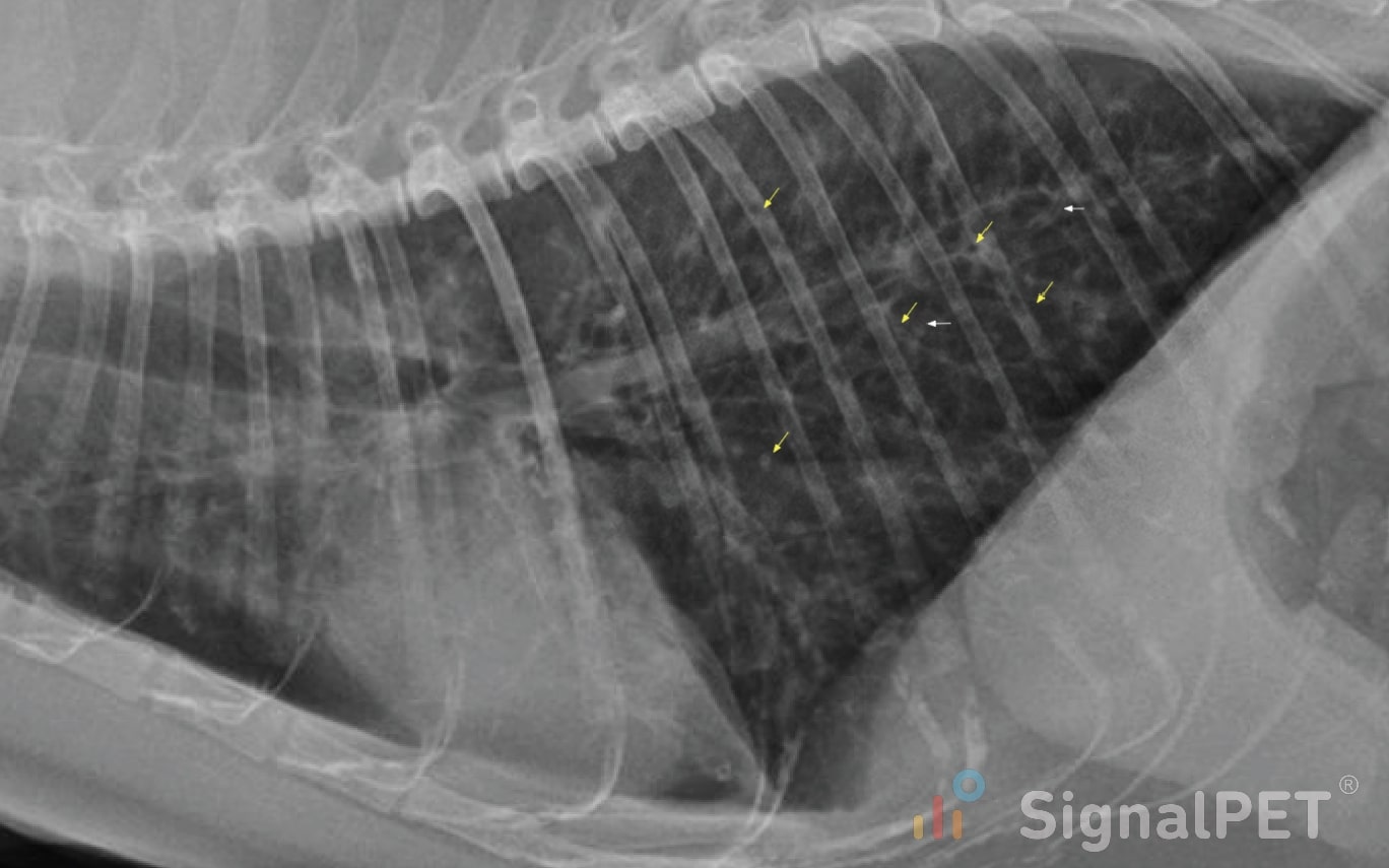 Hacking Feline Asthma - It ain't easy being wheezy