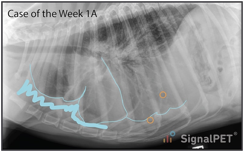 Radiology Case of the Week | Canine Pleural Effusion