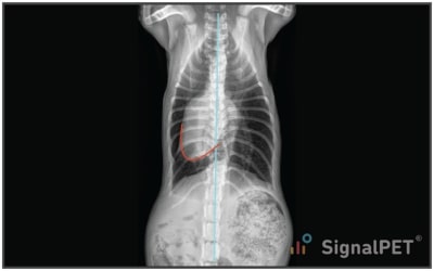 Radiology Case of the Week | Feline Congenital Thoracic Lordosis