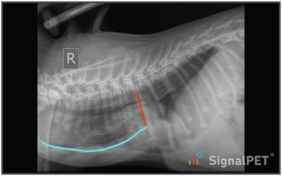 Radiology Case of the Week | Feline Congenital Thoracic Lordosis
