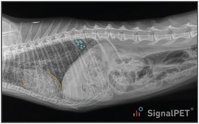 Radiology Case of the Week | Feline Miliary Pulmonary Pattern