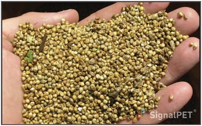 Radiology Case of the Week | Feline Miliary Pulmonary Pattern