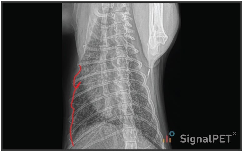 Radiology Case of the Week | Feline Miliary Pulmonary Pattern
