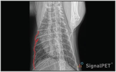 Radiology Case of the Week | Feline Miliary Pulmonary Pattern