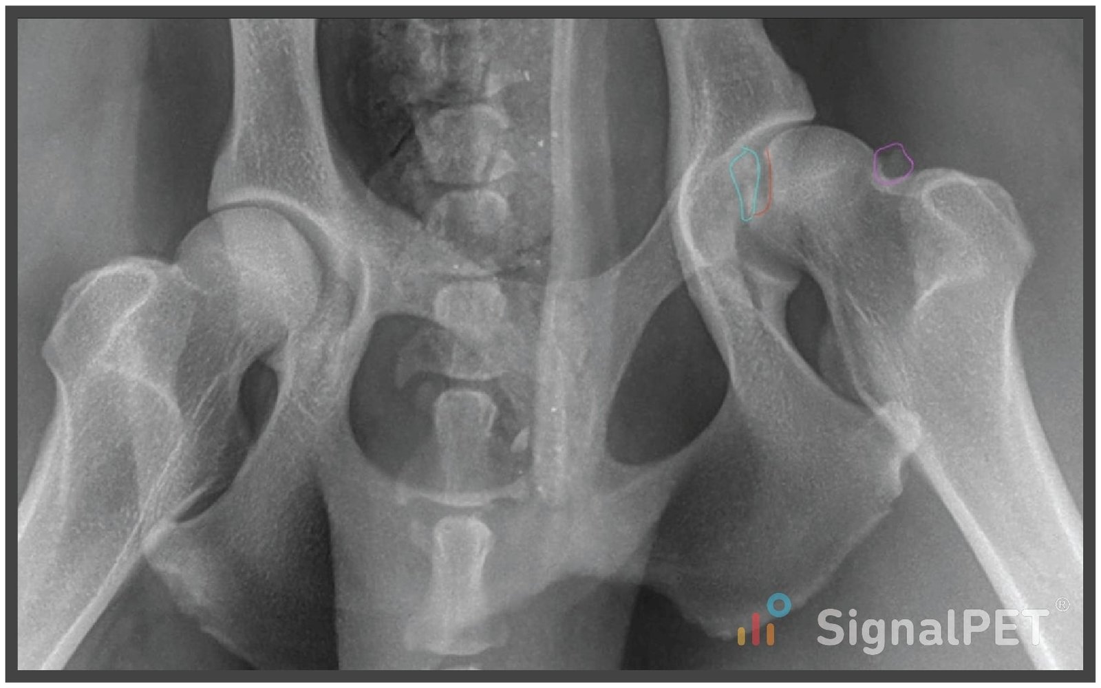 Radiology Case of the Week | Canine Appendicular Bone Fracture