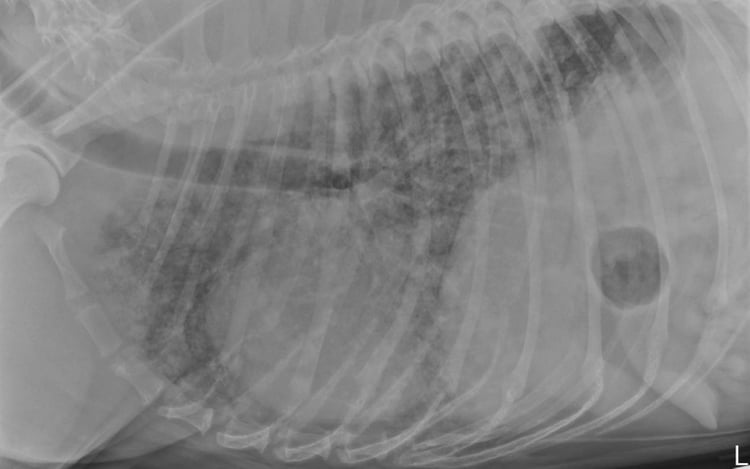 Imaging the Coughing Dog