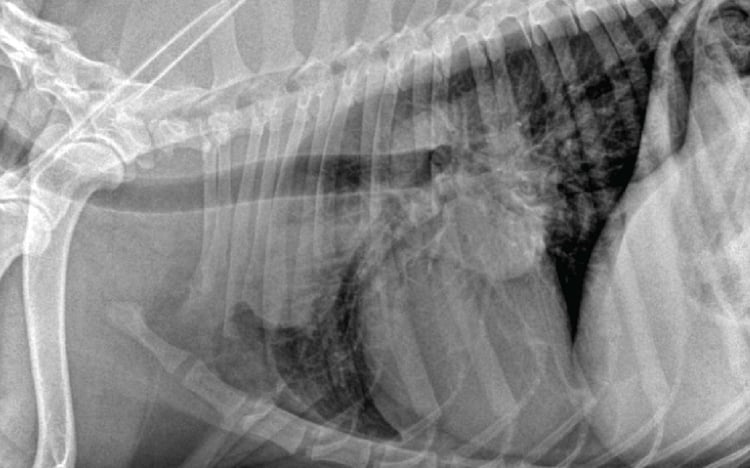 Imaging the Coughing Dog