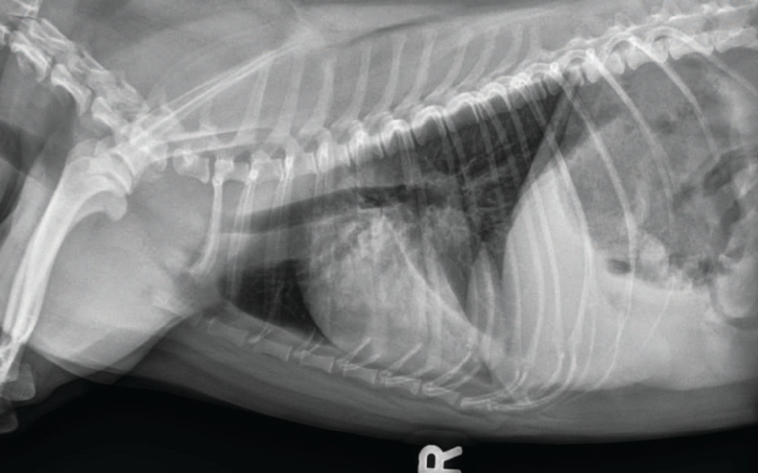 Imaging the Coughing Dog