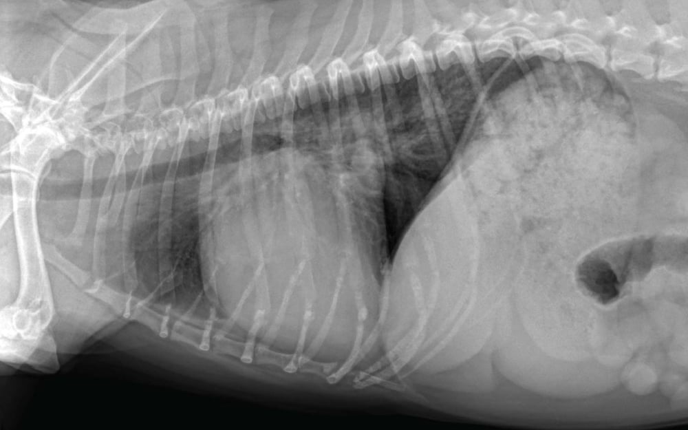 Imaging the Coughing Dog