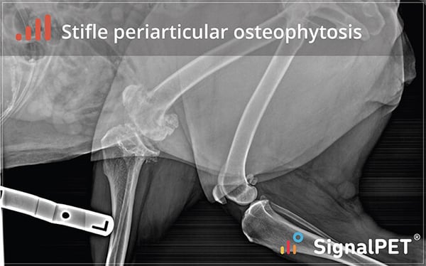 New Musculoskeletal Tests! Elbow periarticular osteophytosis, Stifle ...