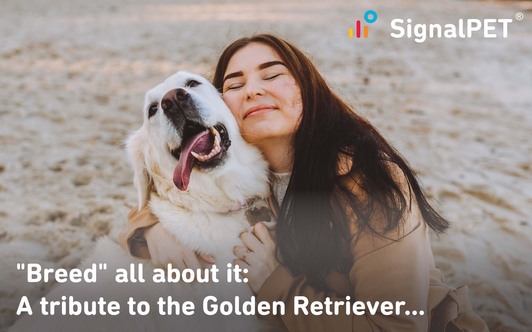 Breed all about it - A tribute to the Golden Retriever...